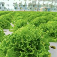 China JX-A00172 Tunnel Greenhouse for Commercial Soilless Culture System of Strawberries for sale