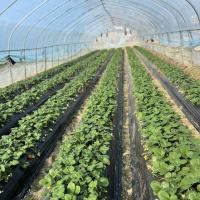 China Single Layer Hydroponic Tunnel Greenhouse for Agriculture 30 Days Return Refunds for sale
