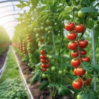 China Commercial Cocopeat Growing System in Economical Tunnel Greenhouse for Improved Crop for sale