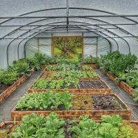 China Commercial Cocopeat Growing System in Economical Tunnel Greenhouse for Improved Crop for sale