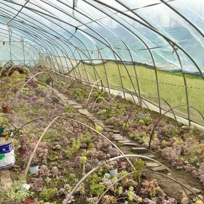 China Large Innovative Agriculture Arches Tunnel Greenhouse Perfect for Year-Round Growing for sale