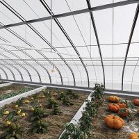 China Large Innovative Agriculture Arches Tunnel Greenhouse Perfect for Year-Round Growing for sale