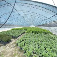 China Large Innovative Agriculture Arches Tunnel Greenhouse Perfect for Year-Round Growing for sale