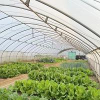 China Large Innovative Agriculture Arches Tunnel Greenhouse Perfect for Year-Round Growing for sale
