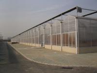 China Roofing Shape Arched Roof Eco Greenhouse for Vegetables/Grow Saplings Hot Water Heating for sale