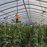 China All-Season Farming Made Easy with Large Tunnel Greenhouse Kit and Film Cover for sale