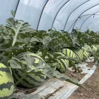 China All-Season Farming Made Easy with Large Tunnel Greenhouse Kit and Film Cover for sale