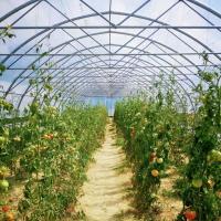 China Large Single Arch Tunnel Greenhouse JX-A00182 for Year-Round Vegetable Production for sale