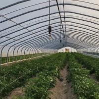 China Large Single Arch Tunnel Greenhouse JX-A00182 for Year-Round Vegetable Production for sale