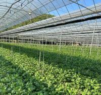 China US Currency JX-A0023 Multi-Span Film Greenhouse for Planting Tomota Cucumber Lettuce for sale