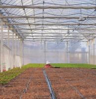 China US Currency JX-A0023 Multi-Span Film Greenhouse for Planting Tomota Cucumber Lettuce for sale