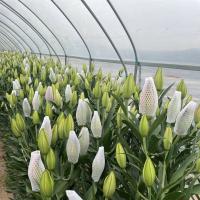 China Tunnel Greenhouse Cocopeat Growing System for Tomatoes and Strawberries Fast Shipping for sale