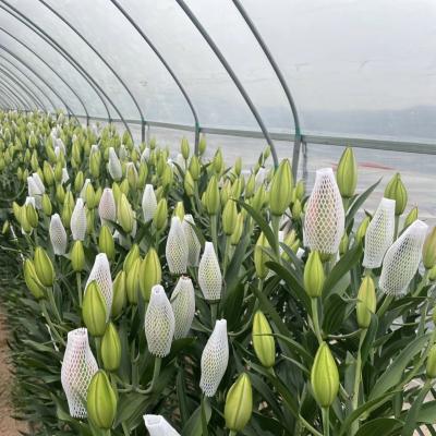 China Tunnel Greenhouse Cocopeat Growing System for Tomatoes and Strawberries Fast Shipping for sale
