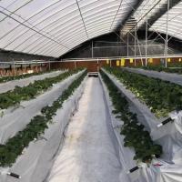 China Tunnel Greenhouse Cocopeat Growing System for Tomatoes and Strawberries Fast Shipping for sale