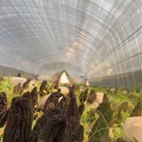 China Tunnel Greenhouse Cocopeat Growing System for Tomatoes and Strawberries Fast Shipping for sale