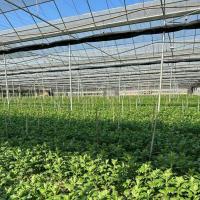 China Multi-Span Film Greenhouse for Vertical Farming Package Size 50.00cm * 60.00cm * 50.00cm for sale