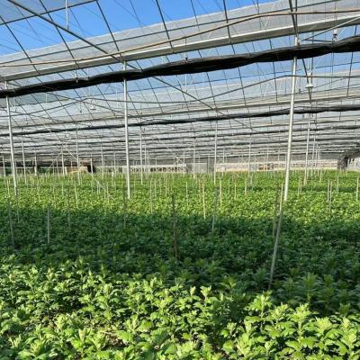 China Multi-Span Film Greenhouse for Vertical Farming Package Size 50.00cm * 60.00cm * 50.00cm for sale