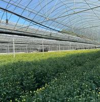China Multi-Span Film Greenhouse for Vertical Farming Package Size 50.00cm * 60.00cm * 50.00cm for sale
