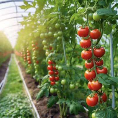 China Multi-Span Innovative Drip Irrigation Tunnel Greenhouse System with 30-Day Return Refunds for sale