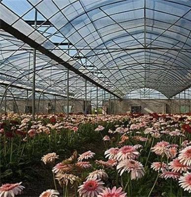 China Multi Span Film Greenhouse with Cooling/Shading/Irrigation Large and Low Maintenance for sale