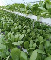 China Multi Span Film Greenhouse with Cooling/Shading/Irrigation Large and Low Maintenance for sale