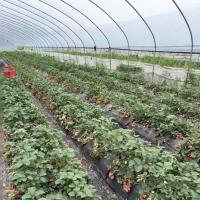 China Multi-Span Arch Tunnel Greenhouse Hydroponic Growing System for sale
