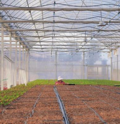 China US Currency Multi-Span Film Agricultural Greenhouse for Large Scale Farming/Cultivation for sale