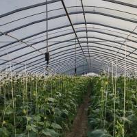 China Film Cover Material Agriculture Tunnel Greenhouse Solution for Large Crop Production for sale