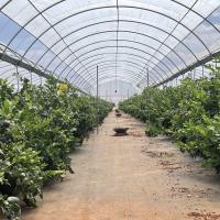 China Film Cover Material Agriculture Tunnel Greenhouse Solution for Large Crop Production for sale