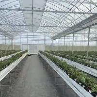 China Multi Span Greenhouse Hydroponic Vegetable Growing System for Steel Structure 20.000kg for sale