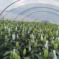 China Chinese Origin Film Cover Greenhouse Setup Shipping Cost and Estimated Delivery Time for sale