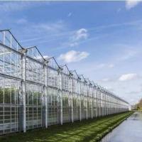 China Sunlight Greenhouse for Capsicum Planting Advanced Vegetables Cultivation Method for sale