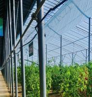 China Sunlight Greenhouse for Capsicum Planting Advanced Vegetables Cultivation Method for sale
