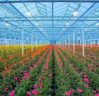 China Customized Request Origin Double Arch Beam Greenhouse for Vegetables 20GP/40GP/40HC for sale