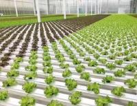 China Vegetable Cultivation Greenhouse with Snow Vibrator Return refunds within 30 Days for sale