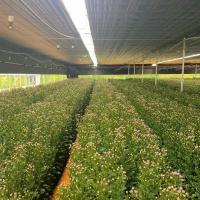China Vegetable Cultivation Greenhouse with Snow Vibrator Return refunds within 30 Days for sale