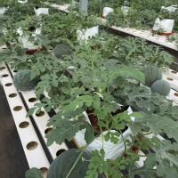 China Multi-Span Film Greenhouse for Farming Package Gross Weight of 20.000kg and Affordable for sale