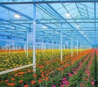 China Initial Payment Snow Vibrator Greenhouse for Agriculture Unheated Heating Method for sale