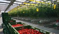 China Customized Request Snow Vibrator Greenhouse for Capsicum Farming in US Currency for sale