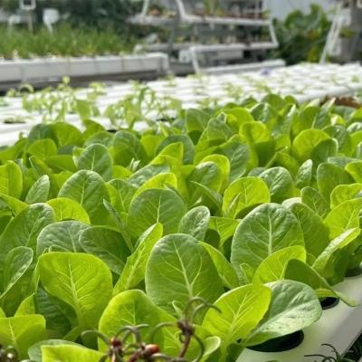 China Film Cover Agriculture Multi Span Greenhouse for Vegetable/Crop/Flower/Fruit Planting for sale