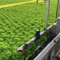 China Film Cover Agriculture Multi Span Greenhouse for Vegetable/Crop/Flower/Fruit Planting for sale