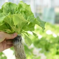 China JX-A0038 Multi Span Plastic Film Greenhouse for Garden Products at in US Currency for sale