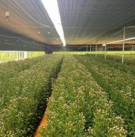 China JX-A0038 Multi Span Plastic Film Greenhouse for Garden Products at in US Currency for sale