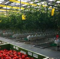 China Customization Arch Tunnel Greenhouse Sunlight Greenhouse For Capsicum Farming for sale