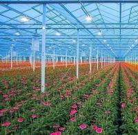 China Customization Arch Tunnel Greenhouse Sunlight Greenhouse For Capsicum Farming for sale