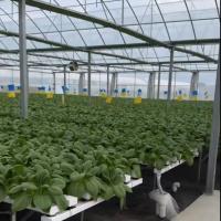 China Multi-Span Commercial Greenhouse Kit with Durable PVC Pipe and Drip Irrigation System for sale