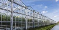 China Origin Double Arch Beam Greenhouse for Capsicum Shipping Cost and Production Greenhouse for sale