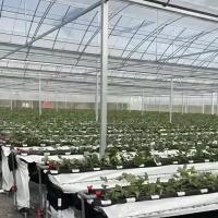 China Origin Multi-Span Film Agricultural Greenhouse for Your Agricultural Business for sale