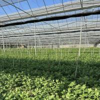 China Origin Multi-Span Film Agricultural Greenhouse for Your Agricultural Business for sale