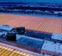 China Single or Multi Span Customization Snow Vibrator Greenhouse for Fruit Tomato Planting for sale